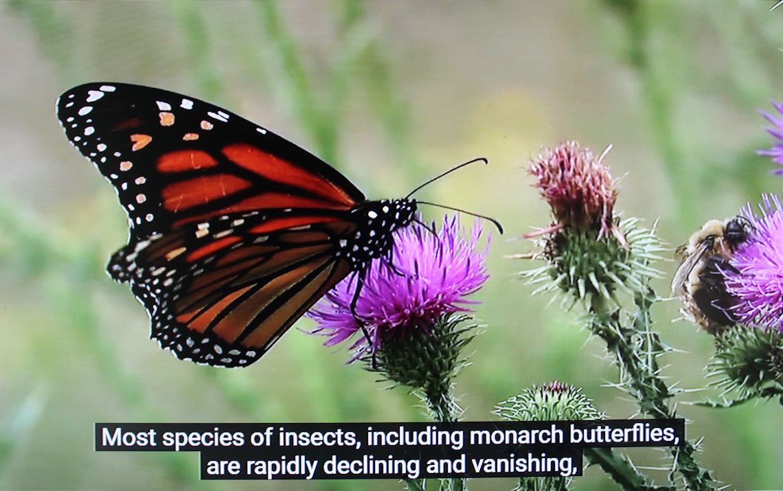 Spotlight on environmental film ‘Protecting the Monarch Butterfly ...